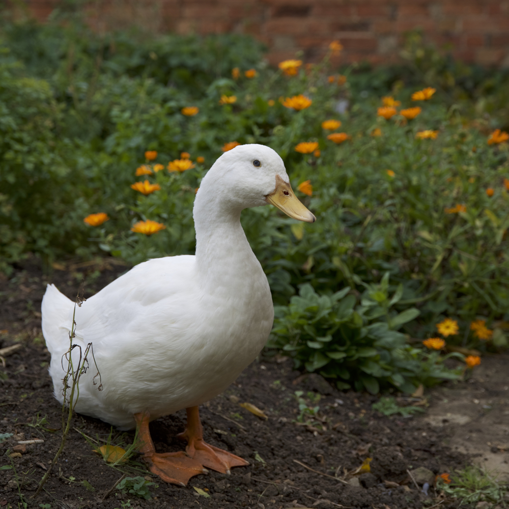 Donald Duck - Sansome Cottage